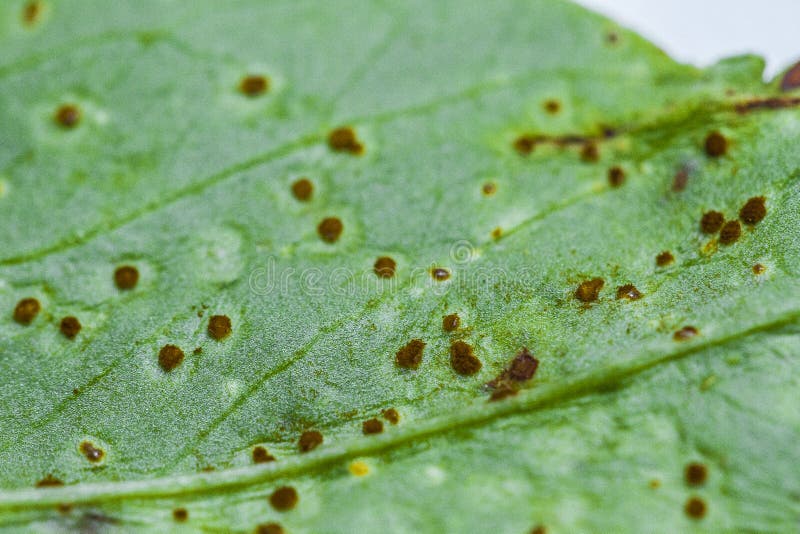 Rust on bean stock photo. Image of algeria, agronomical - 116084796