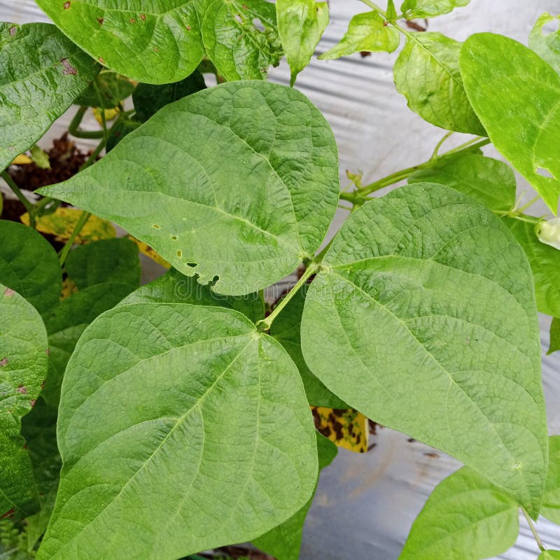 Bean Leaves Aged 43 Days after Planting Stock Image - Image of bean ...