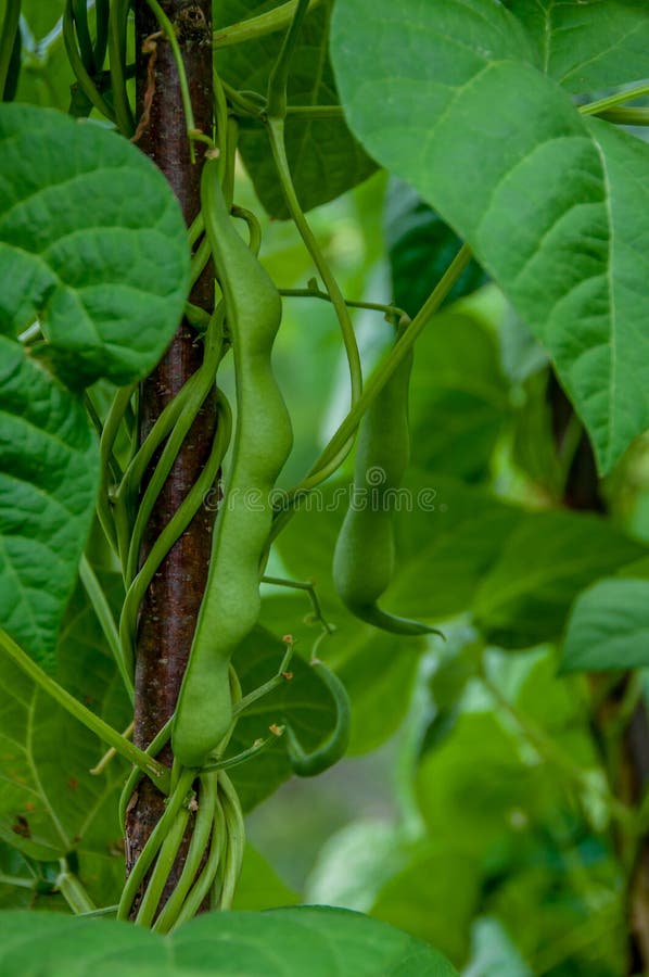 Bean legumes in the garden stock photo. Image of food - 79640574