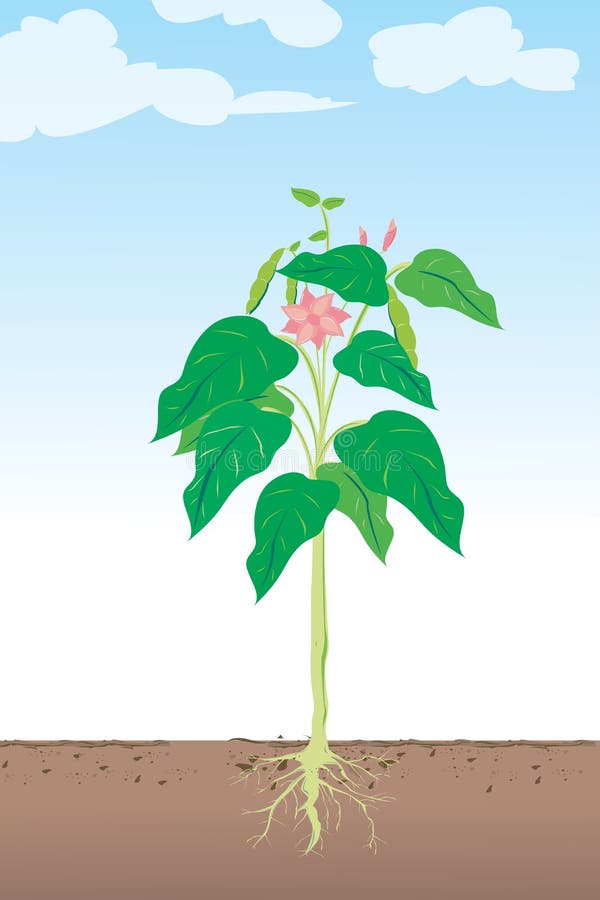 Bean plant stock illustration. Illustration of growth - 6973990