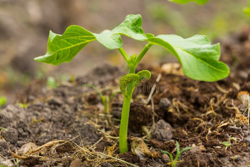 Bean Plant Growing in the Garden in the Season of Spring Stock Photo ...
