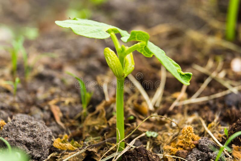Bean Plant Growing in the Garden in the Season of Spring Stock Photo ...