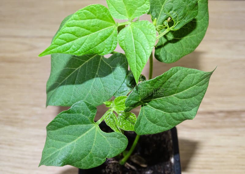 Bean Plant in a Pot. Phaseolus Vulgaris Stock Image - Image of plant ...