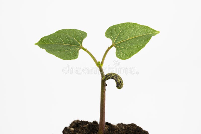 Bean Plant on White Background Stock Photo - Image of seedling, grown ...