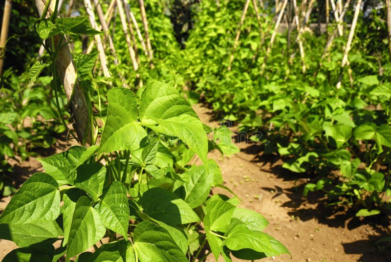 Bean Plants stock photo. Image of horizontal, season - 19936744