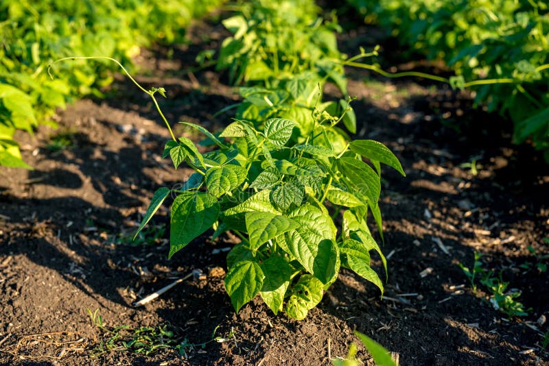 Bean plants in the field stock image. Image of plants - 73142339