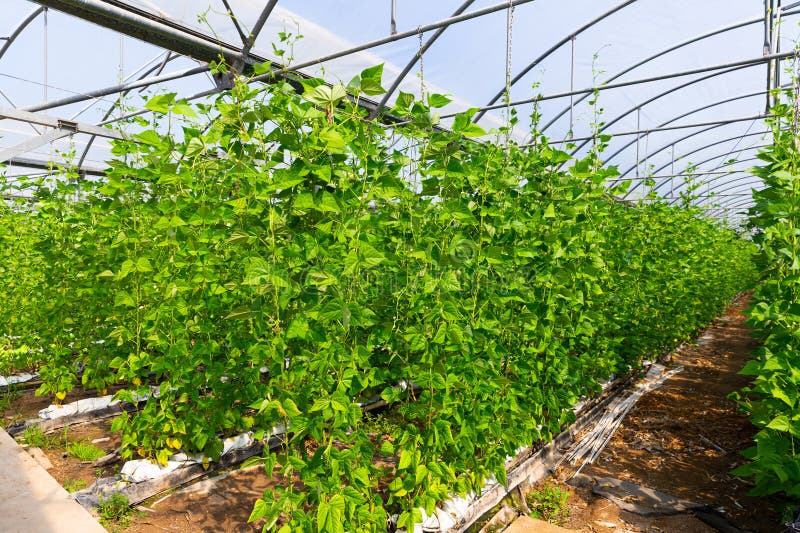 Bean Plants Grow in Rows in a Greenhouse Stock Photo - Image of ...