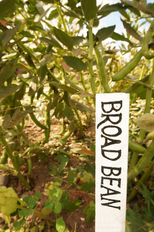 Bean plants label a stock image. Image of wood, organic - 42590039