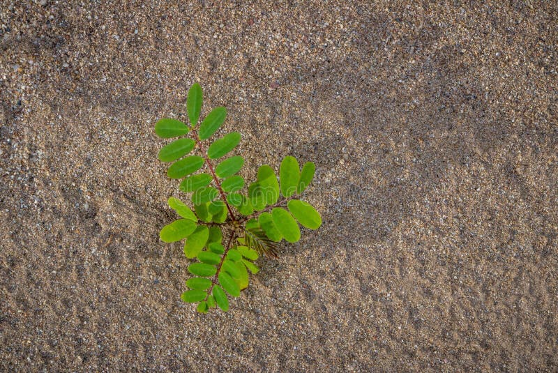 Bean plants on the sand1 stock image. Image of family - 98087471