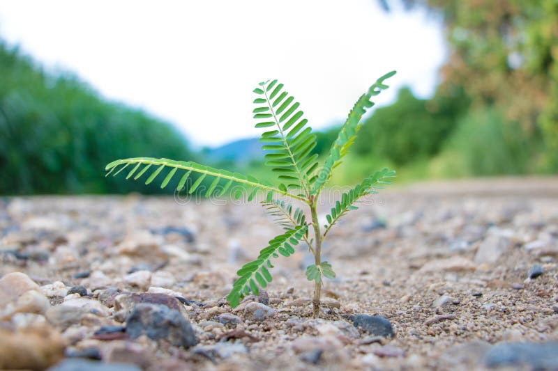 Bean plants on the sand1 stock image. Image of leaf, seaside - 98141915