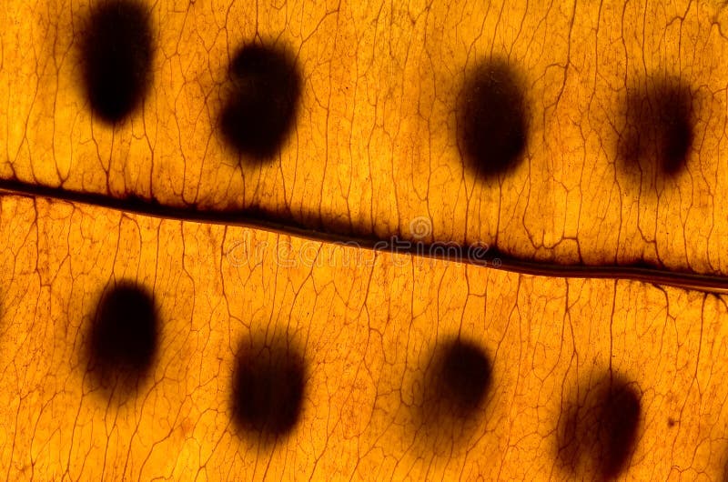 Bean pod stock photo. Image of plant, natural, legume - 15982856