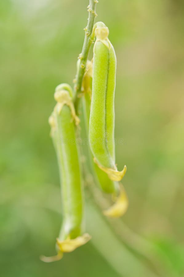 Bean pod stock photo. Image of green, benth, yellow, marco - 27378344