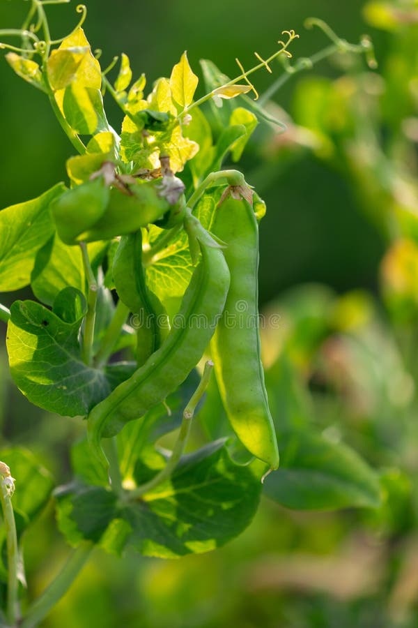 Bean Pod on a Bush in the Garden Stock Photo - Image of garden, young ...