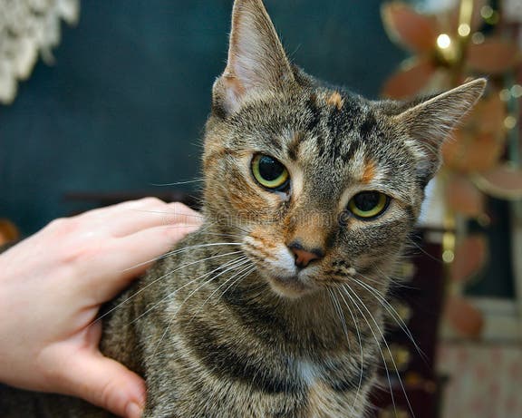 Bean poses pet stock image. Image of bean, candid, indoor - 639325
