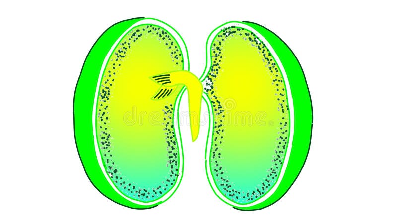 Bean Seed with Cotyledon Open Showing Sprouts Stock Illustration ...