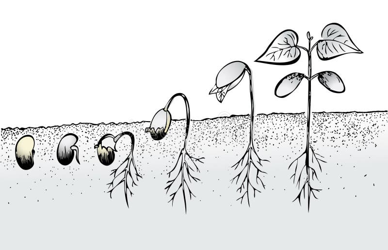 Bean Seed Germination Stock Illustration Image 56576352