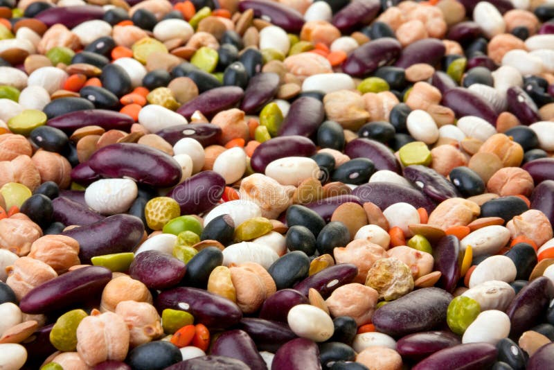 Bean seed germination stock image. Image of small, germinating - 13638971