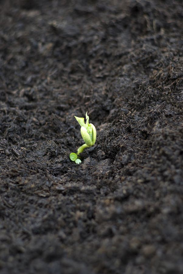 Germinating bean seed stock image. Image of earth, renewal - 15295341