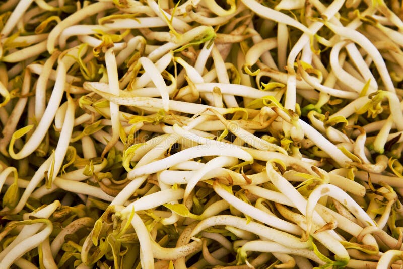 Red bean seedling stock image. Image of garden, nursery - 61731105