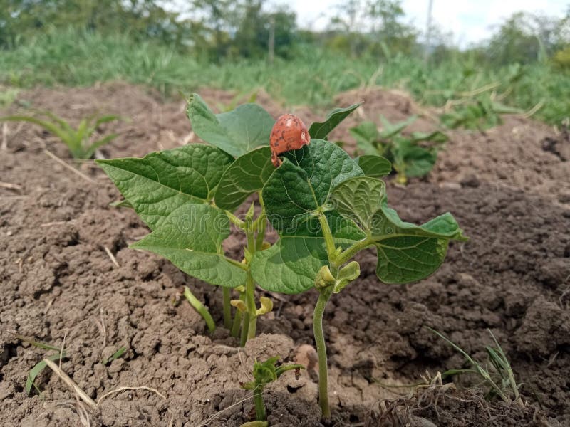 Bean Seedling, Stem Stay Cotyledon Stock Image - Image of young, plant ...