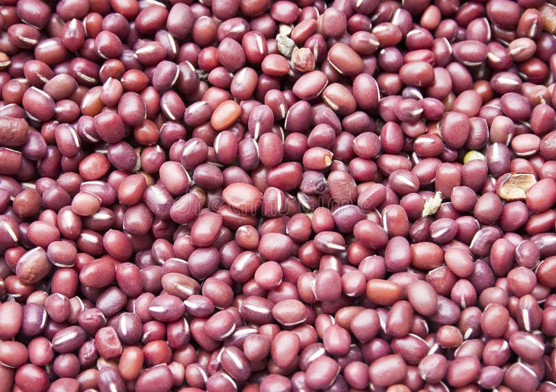 Bean Seeds Germinating Shot Stock Image - Image of life, plant: 8373603