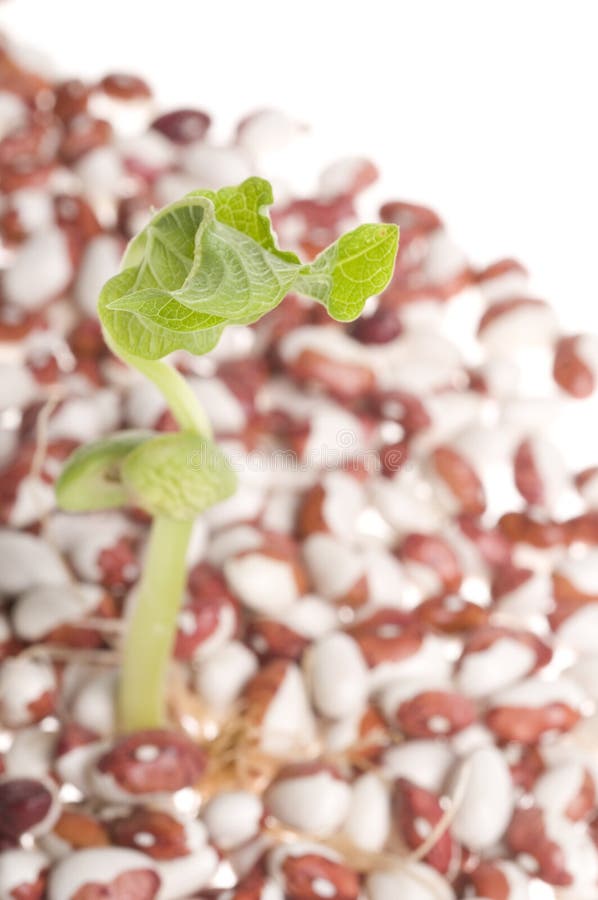 Bean sprout stock photo. Image of close, green, freshness - 12180514