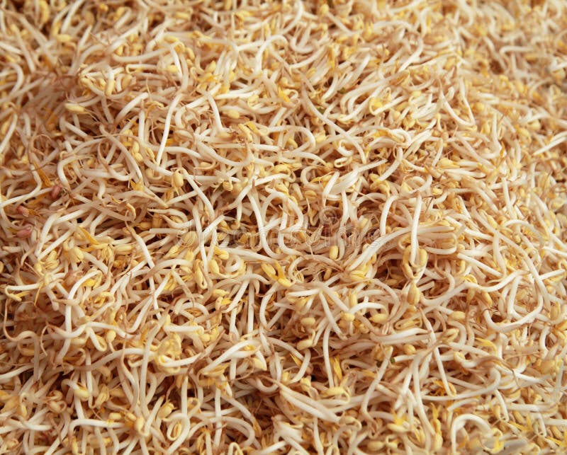 Bean sprout stock image. Image of photograph, bean, ingredient - 13323393