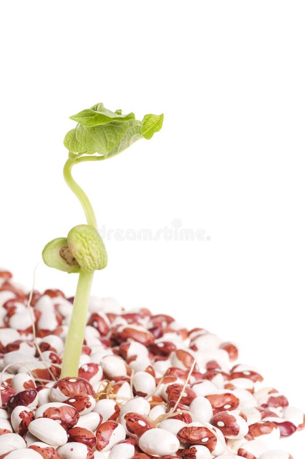 Bean sprout stock image. Image of spring, refreshment - 16842605