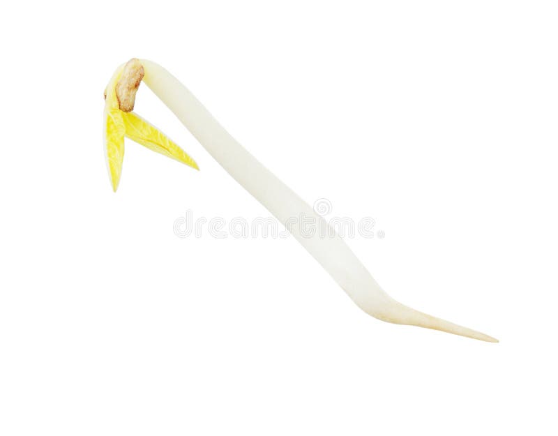 Bean Sprout stock image. Image of vietnamese, agriculture - 19082409