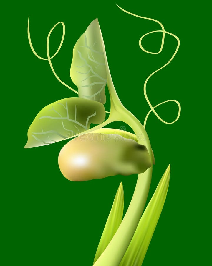 Single Green Bean Clip Art