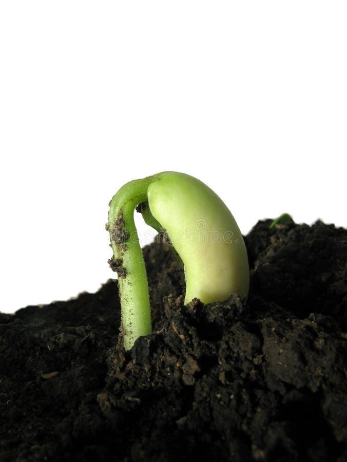 Bean seed germinating stock image. Image of spring, shoot - 4316533