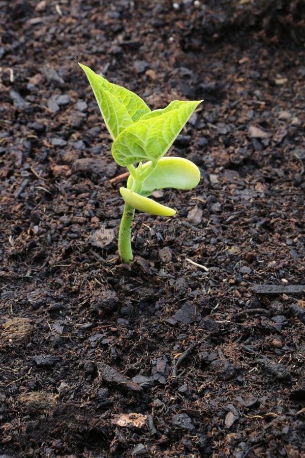 Bean Sprout stock photo. Image of botany, season, emerging - 24708072