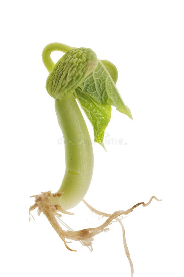 Broad bean closeup stock image. Image of green, growth - 24638501