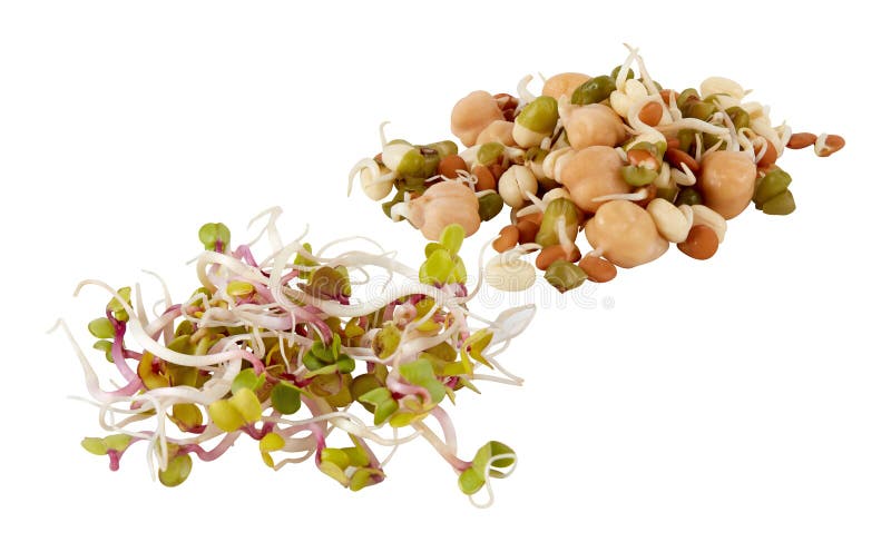 Bean Sprout Cut Out Isolated White Background with Clipping Path Stock ...