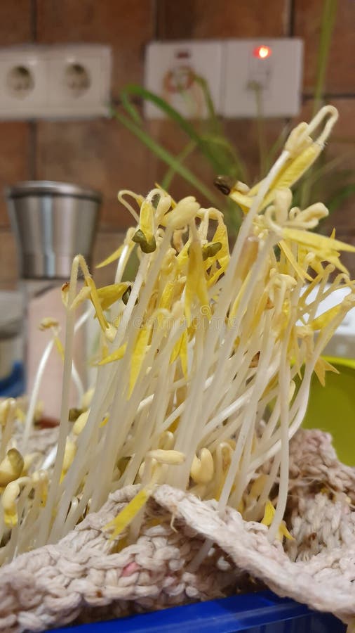 Bean sprout harvest stock image. Image of harv, green - 201843835