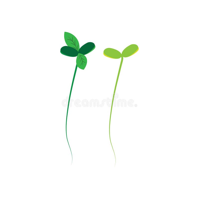 Bean Sprout Illustration Free Stock Illustration - Illustration of ...