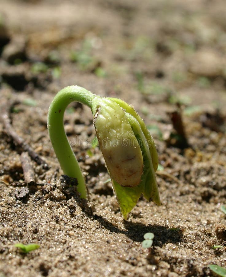 Bean Sprout Growing Out of a Pot of Beans Symbolizes Renewables Stock ...