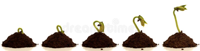 Soy bean sprout biofuel stock image. Image of sprout - 18448615