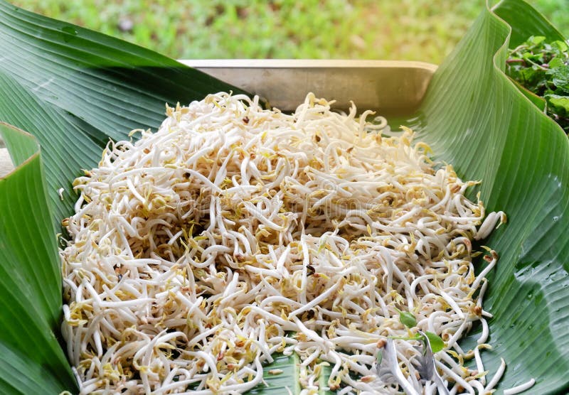 Bean sprout stock image. Image of baby, delicious, diet - 97768745