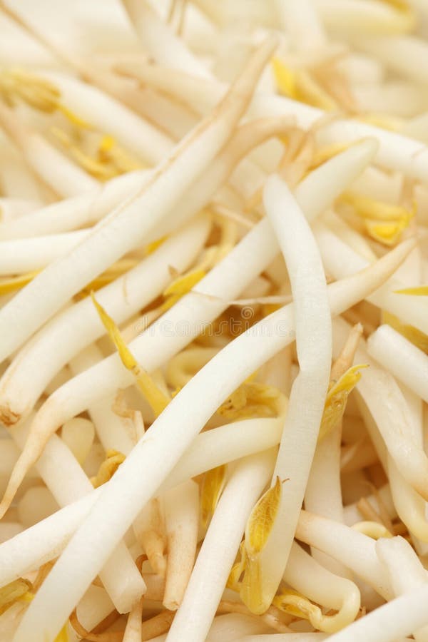 Fresh Bean Sprouts stock image. Image of asian, sprout - 2302303