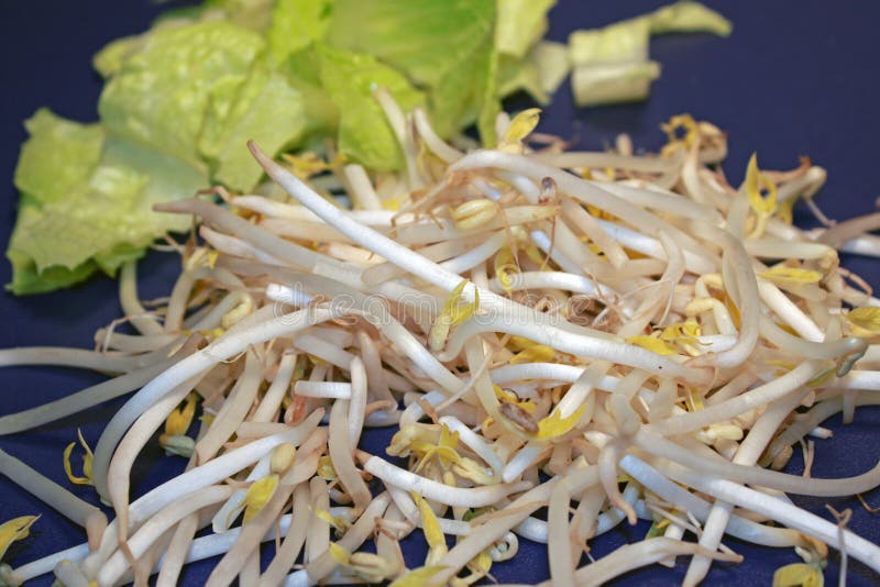 Bean sprouts stock image. Image of vegetarian, crisp - 11730989