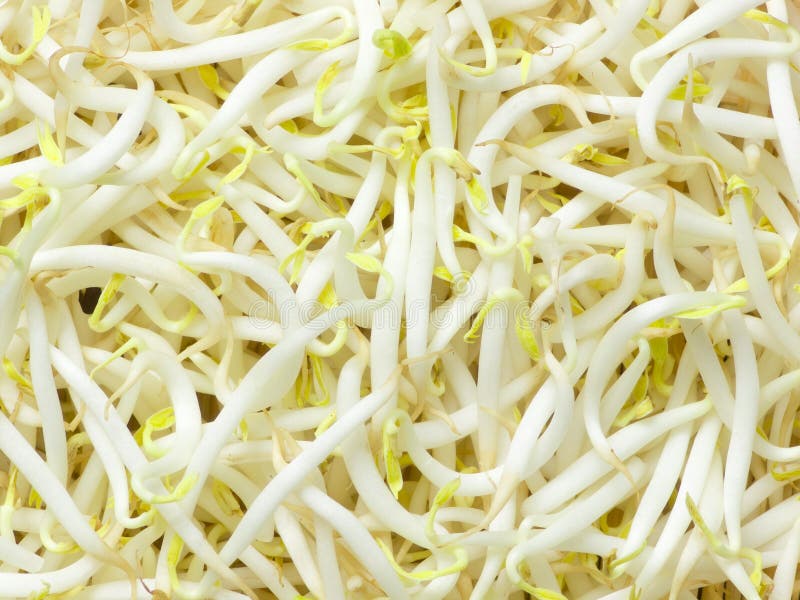 Bean sprouts stock image. Image of vegan, organic, sprouts - 18518541