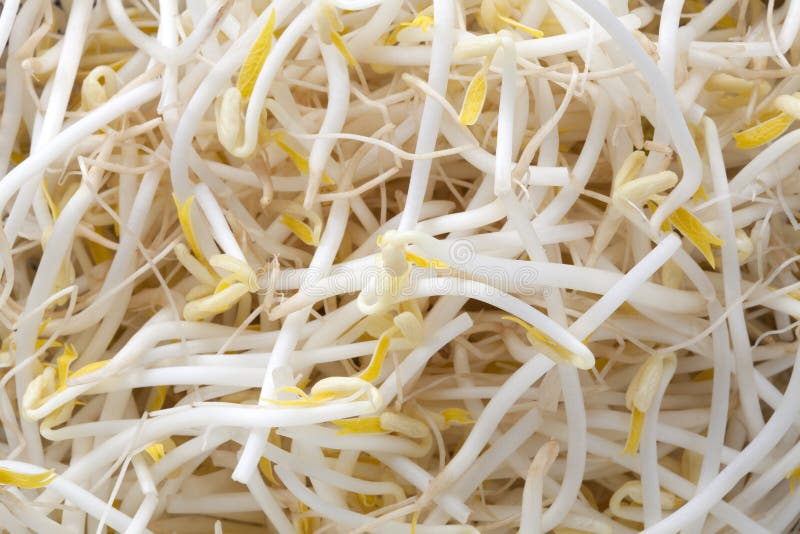 Fresh Bean Sprouts stock image. Image of asian, sprout - 2302303
