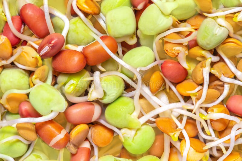 Bean Sprouts As a Background. Moong or Mung Organic Sprouts Macro Stock ...