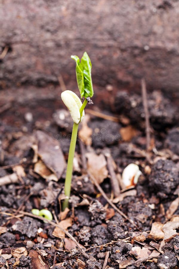 Bean Sprouts stock image. Image of plant, outdoors, sapling - 58283741