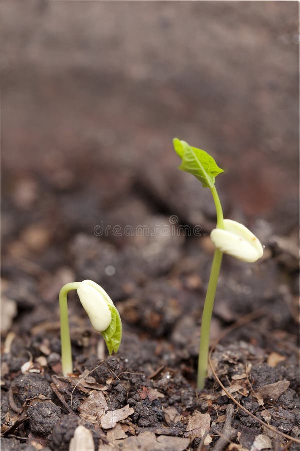 Bean Sprouts stock image. Image of planting, ground, life - 58283803
