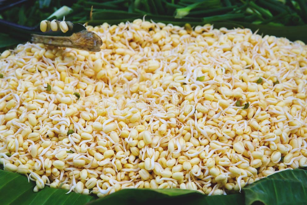 Bean Sprouts Fresh and Clean on Banana Leaf Stock Image - Image of ...