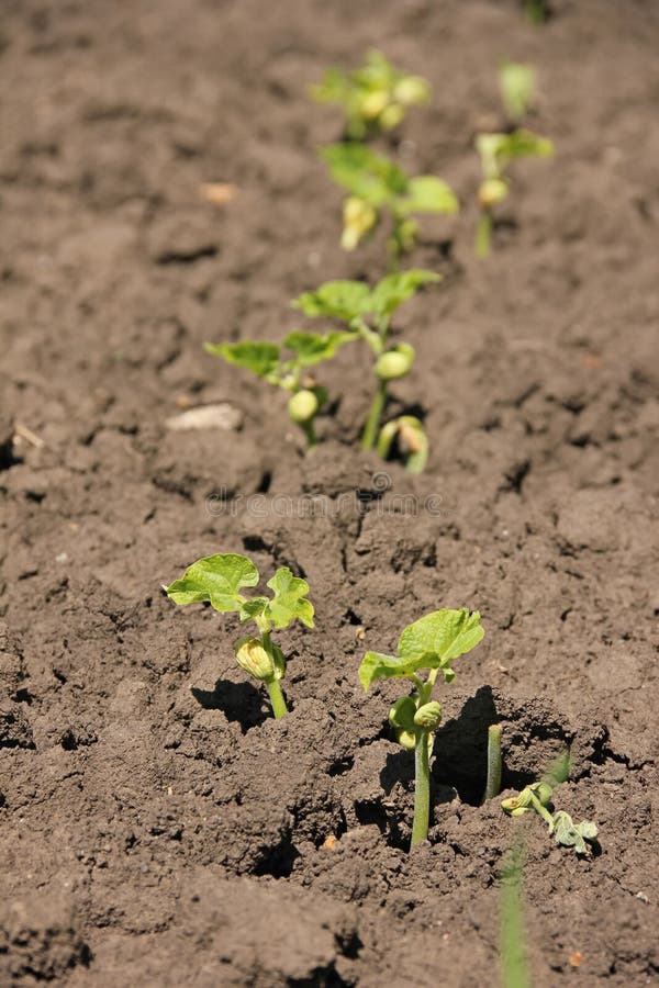 The bean sprouts stock image. Image of garden, spring - 93729909