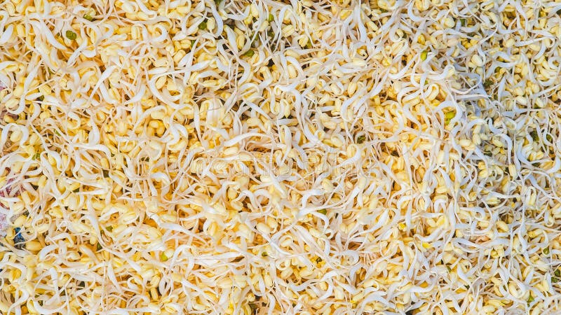 Bean Sprouts Photographed at Close Range. Healthy and Fresh Bean ...