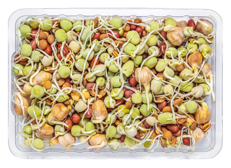 Bean Sprouts in a Plastic Box Isolated on White Background. Moong or ...